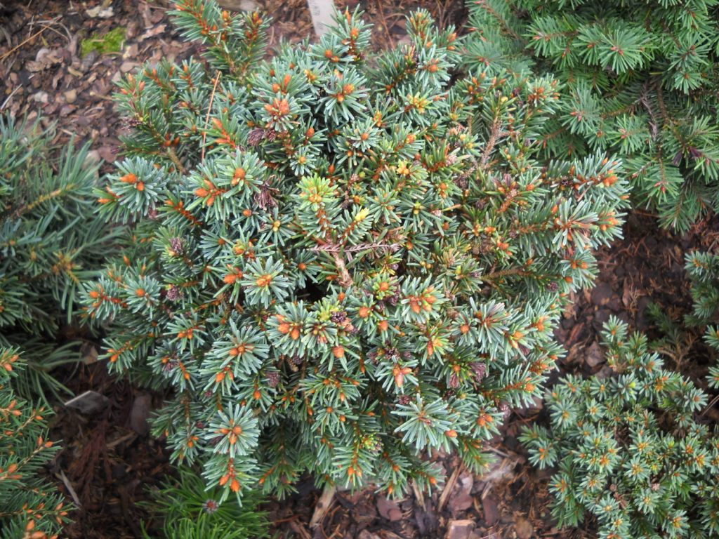 Picea abies