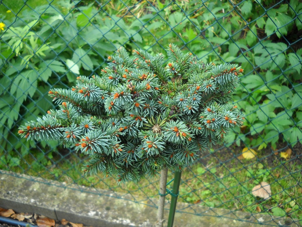 Picea abies